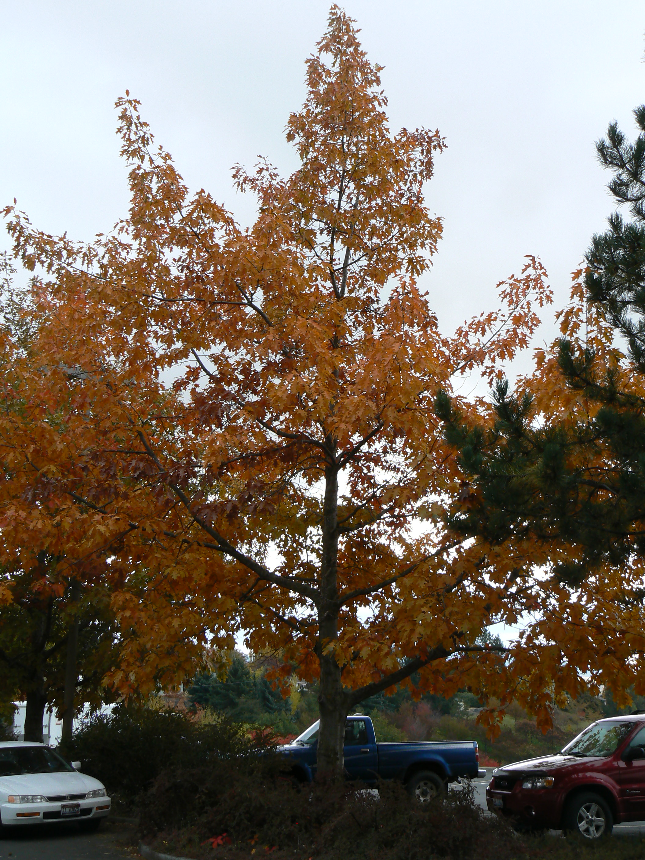 Slick jQuery Slidehow: Demo