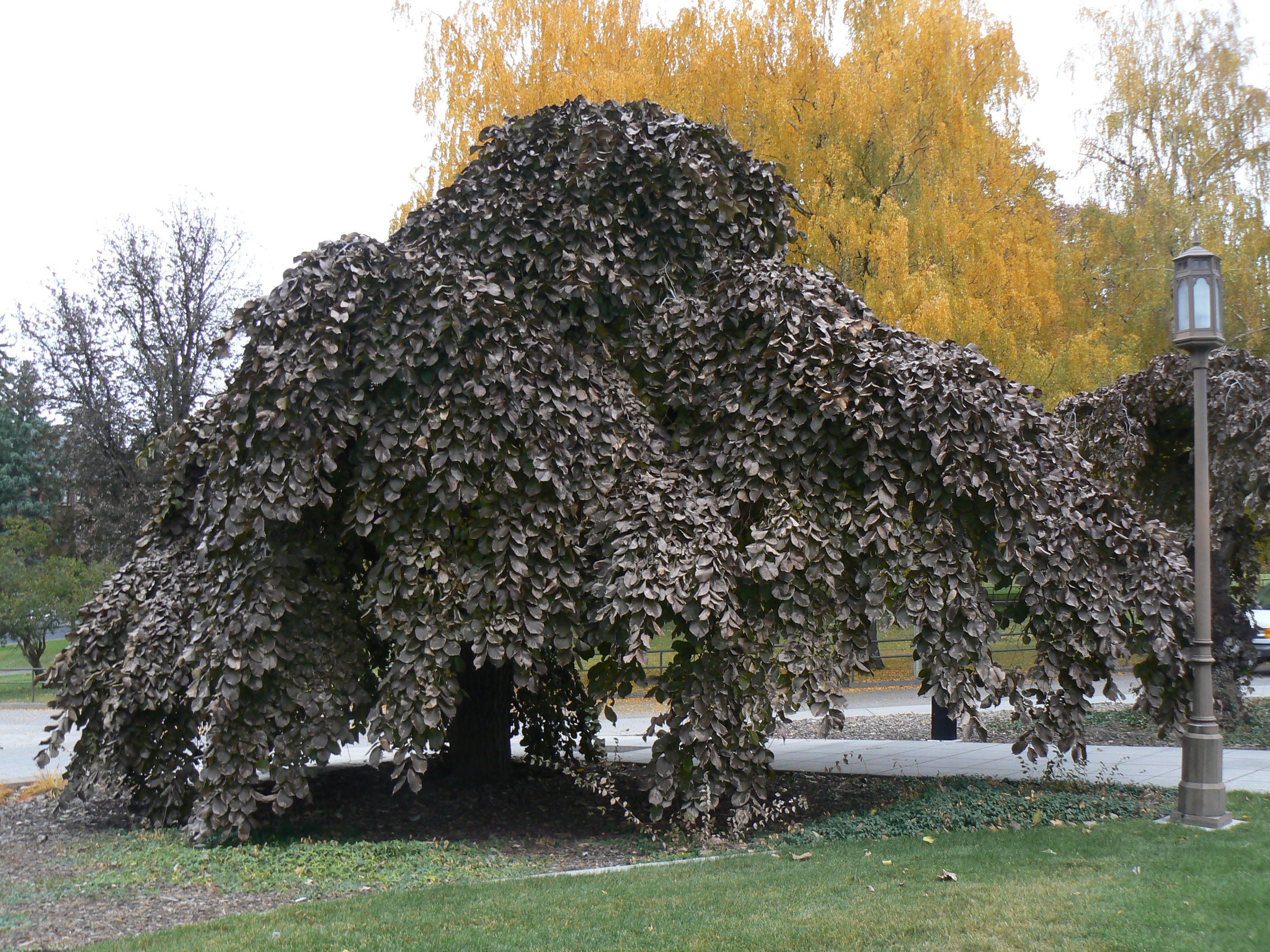 Slick jQuery Slidehow: Demo