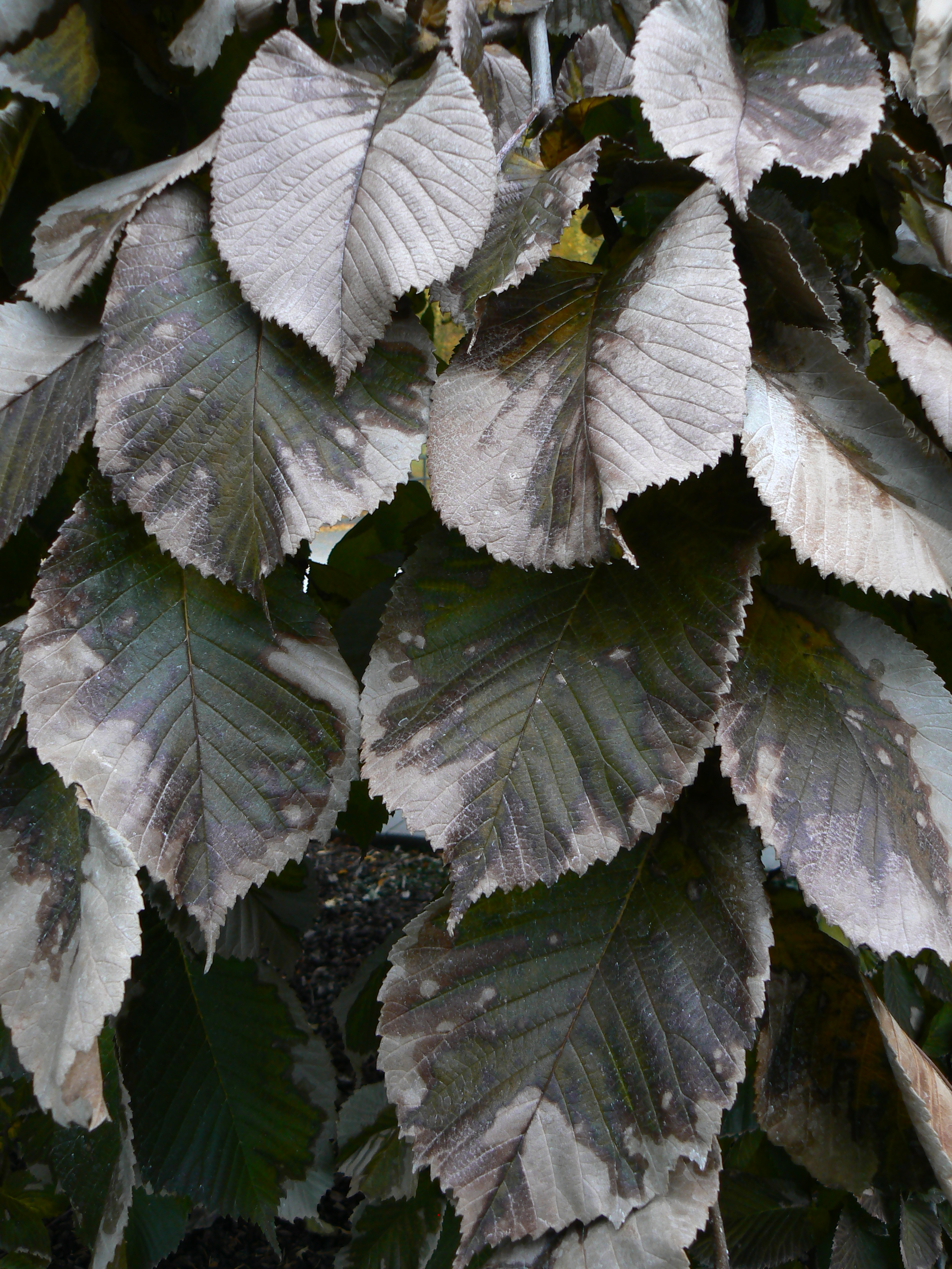 Slick jQuery Slidehow: Demo